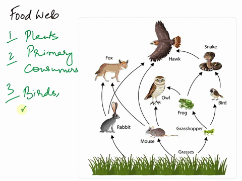 Study the food web below answer the questions that follow...