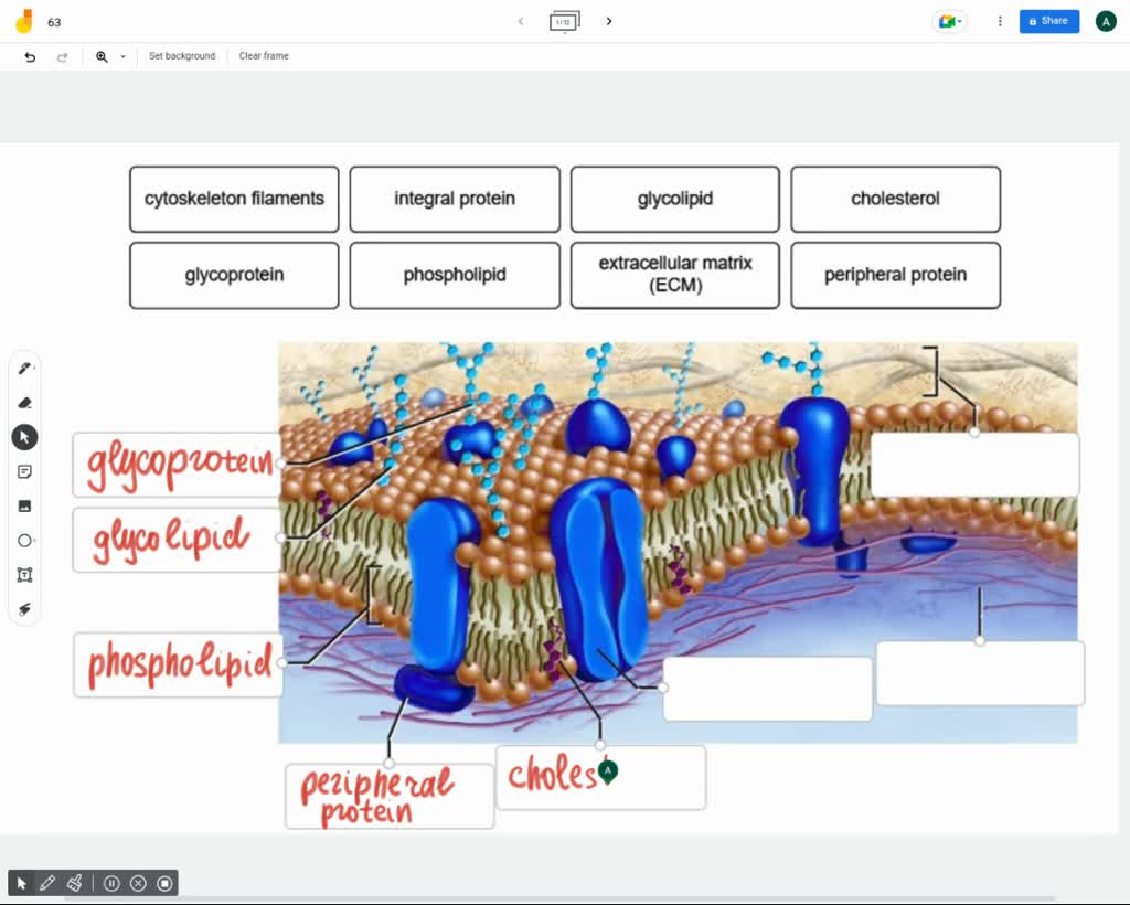 SOLVED: Label the following image with the correct terms to describe the structure and function ...
