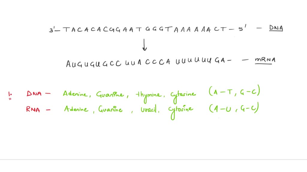 SOLVED: The diagram below shows a segment of DNA containing a hypothetical gene and the primary ...