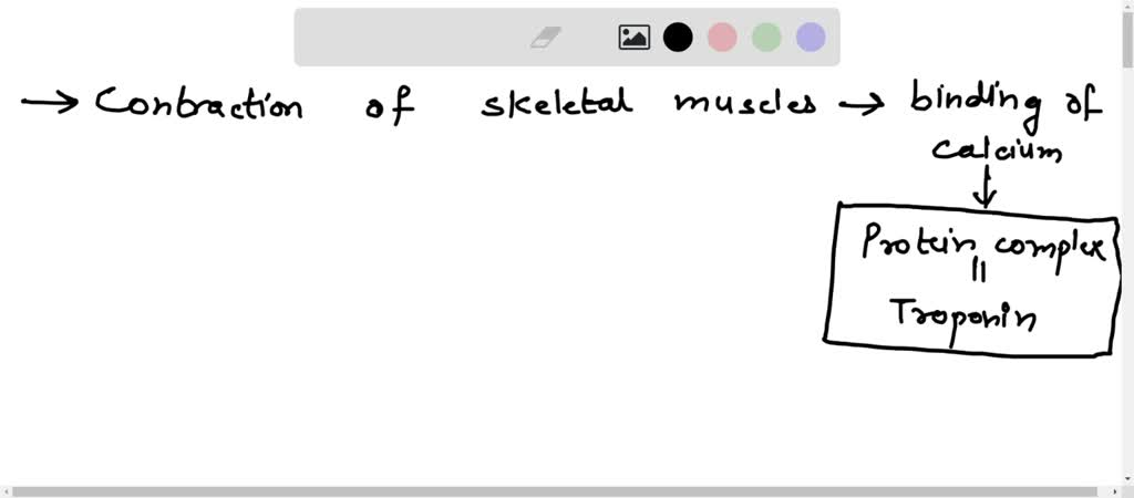 SOLVED: during skeletal muscle contraction calcium released specifically binds to which ...