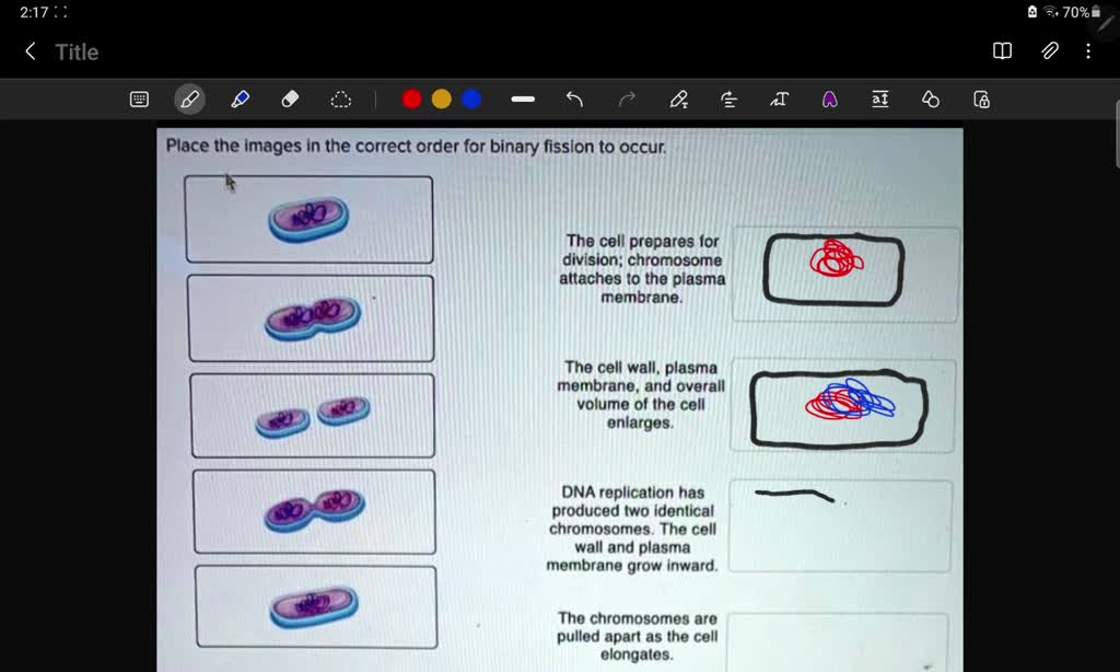 SOLVED: Place the Images in the Correct Order for Binary Fission to Occur: The cell prepares for ...