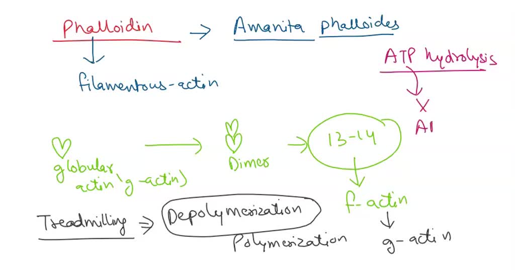 SOLVED: Does Phalloidin, which stabilizes actin filaments, have any ...