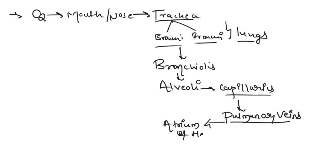 SOLVED: Starting from the air in the atmosphere, trace the pathway of ...