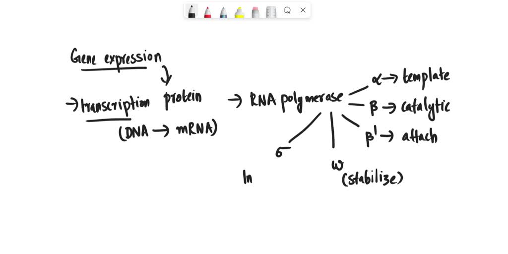 SOLVED: Imagine if there was a mutation in the sigma subunit that ...