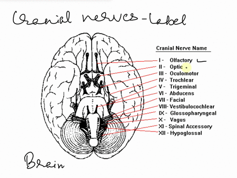 1 2 3 4 5 6 7 8 9 now we have the cranial nerves use the...