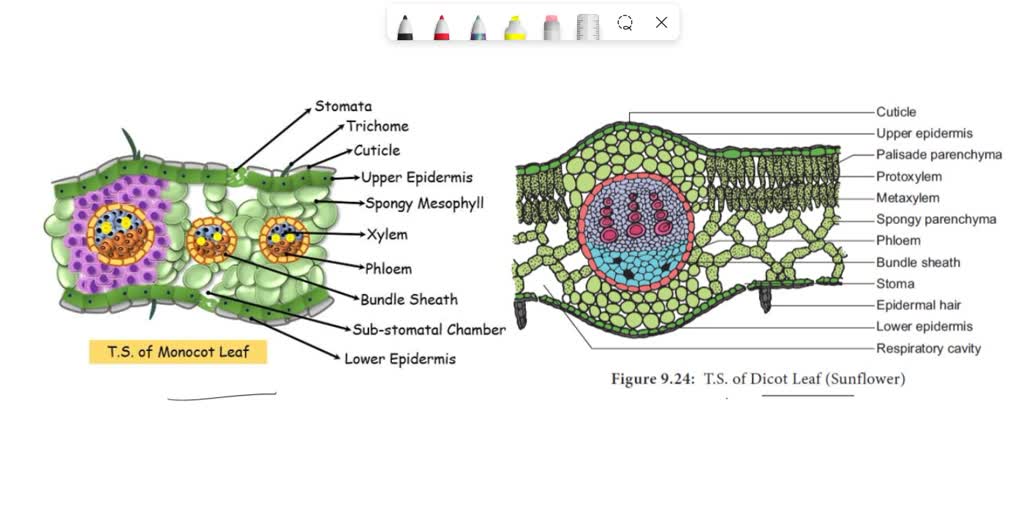 SOLVED: Draw a labeled and scaled diagram of five stomata that ...