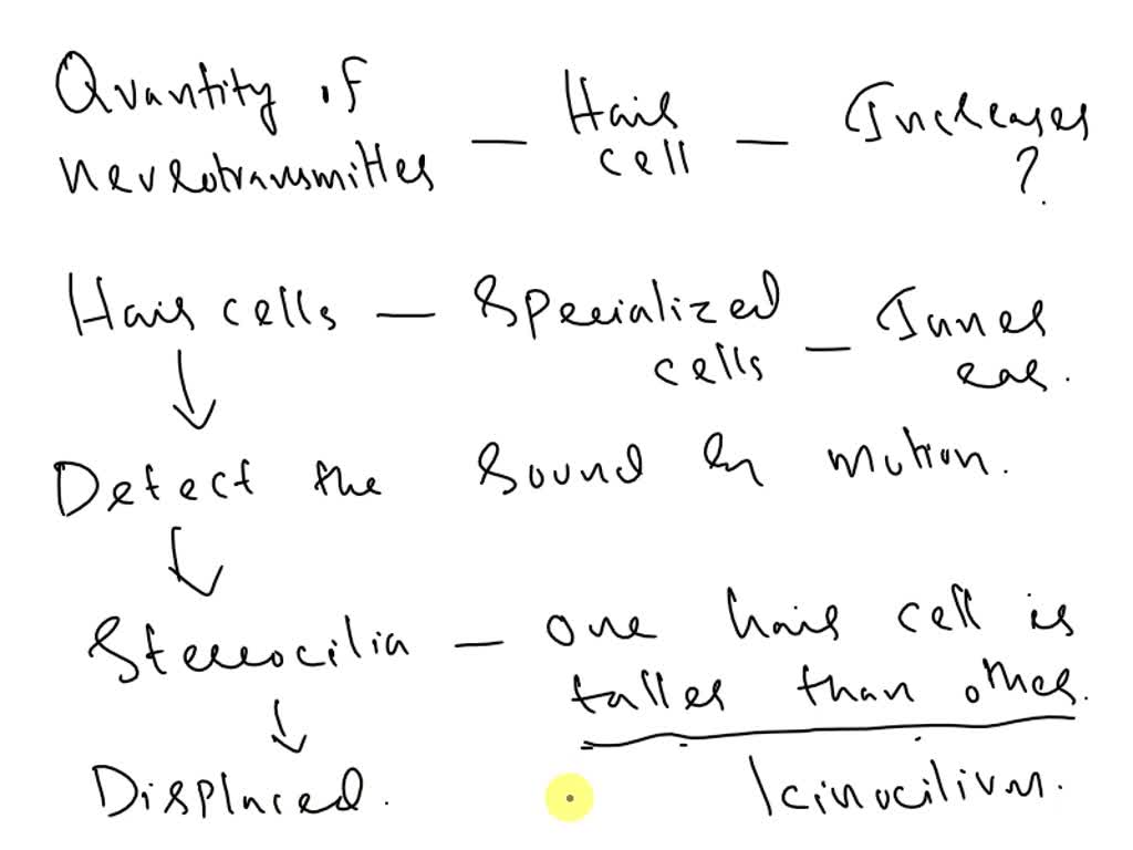 Solved The Hair Cells Release Neurotransmitters Into The Synaptic Cleft After Theyre