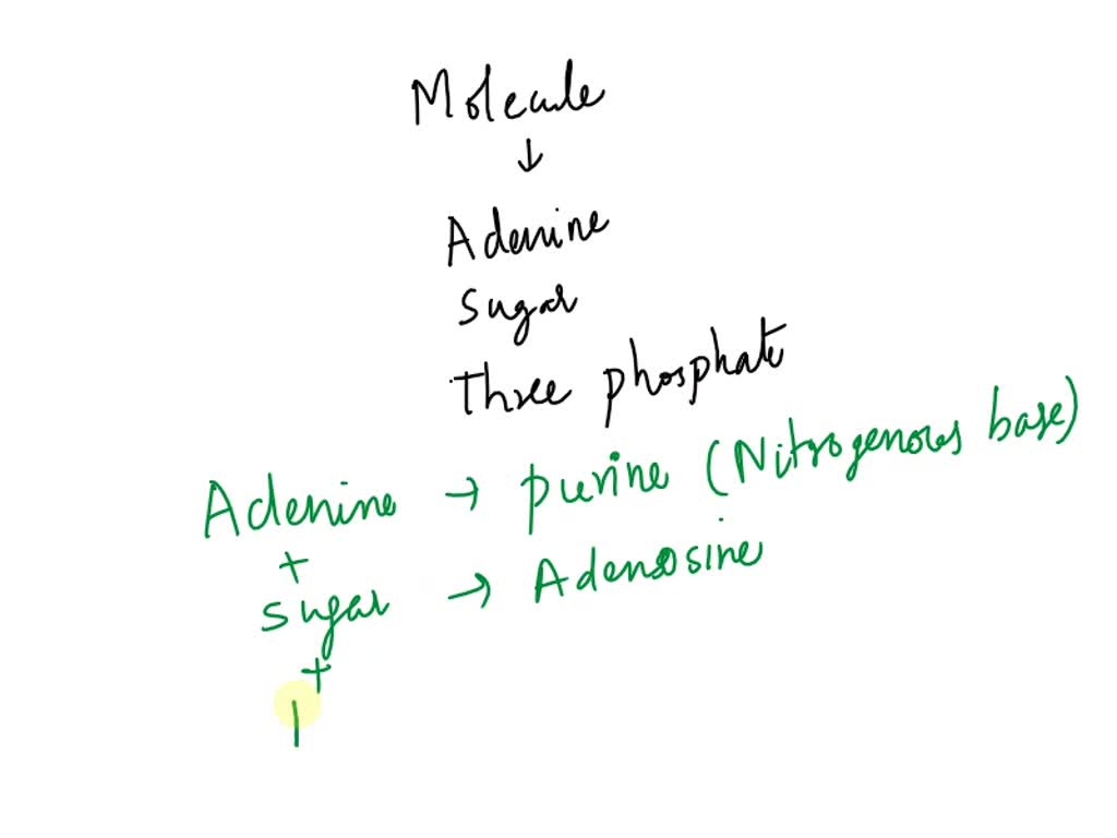 SOLVED: The organic compound below consists of an adenine molecule ...