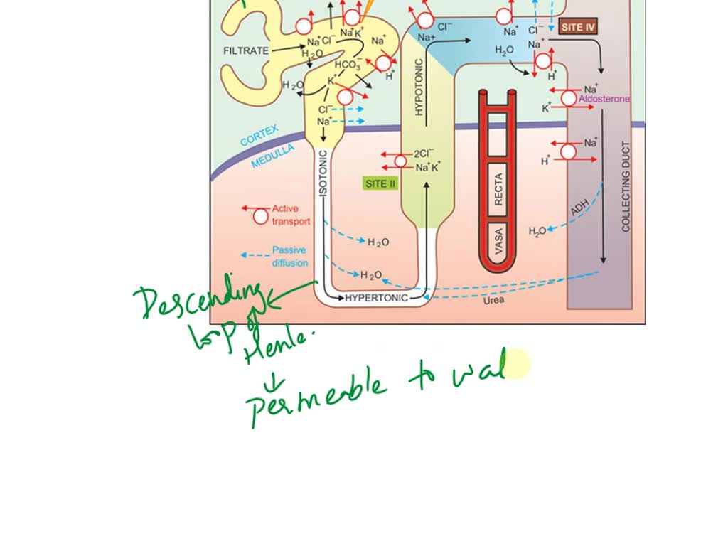 VIDEO solution: 11. If you increase furosemide, what would happen to ...
