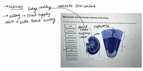 Macroscopic and microscopic anatomy of the kidney Correctly...