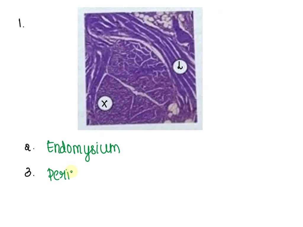 SOLVED: Texts: Muscle Physiology, Identification Actions LAB ACTIVITY 2 ...