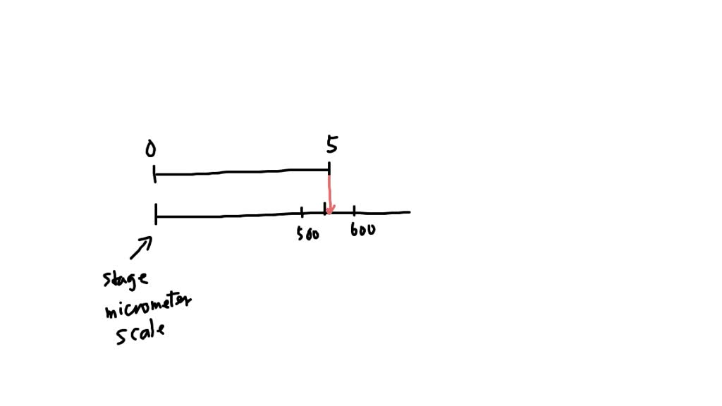 Estimating size Question Once aligned at the baseline a second point ...