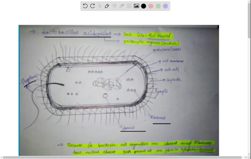 SOLVED: Lactobacillus acidophilus What does the structure look like ...