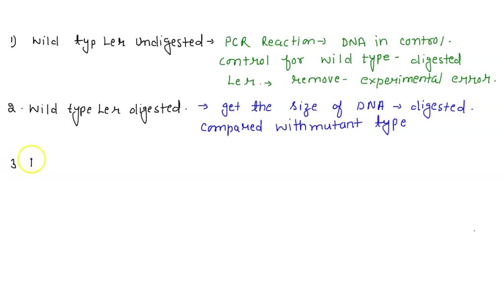 SOLVED: PCR of wild type and mutant Arabidopsis DNA. What is the ...