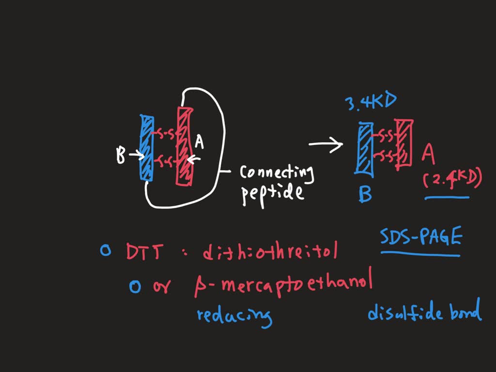 SOLVED: The image below shows the structure of the insulin protein ...