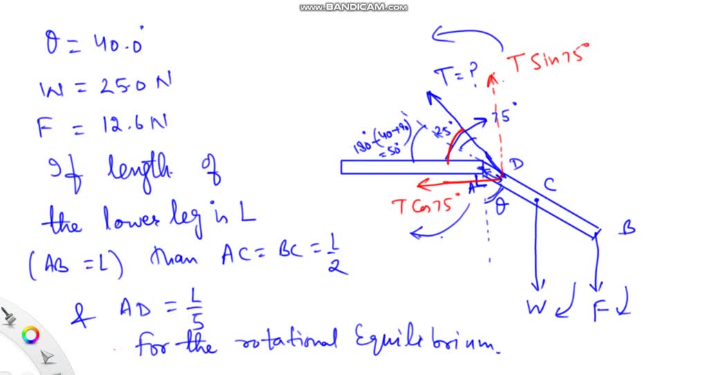 SOLVED: The large quadriceps muscle In the upper eg terminates a Its ...
