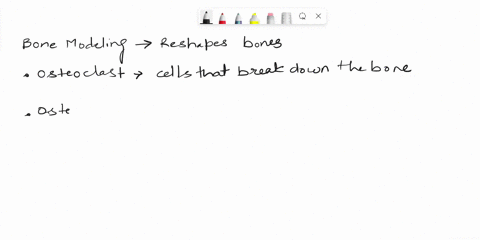 SOLVED: 1) Are the bones more or less flexible than they were before ...