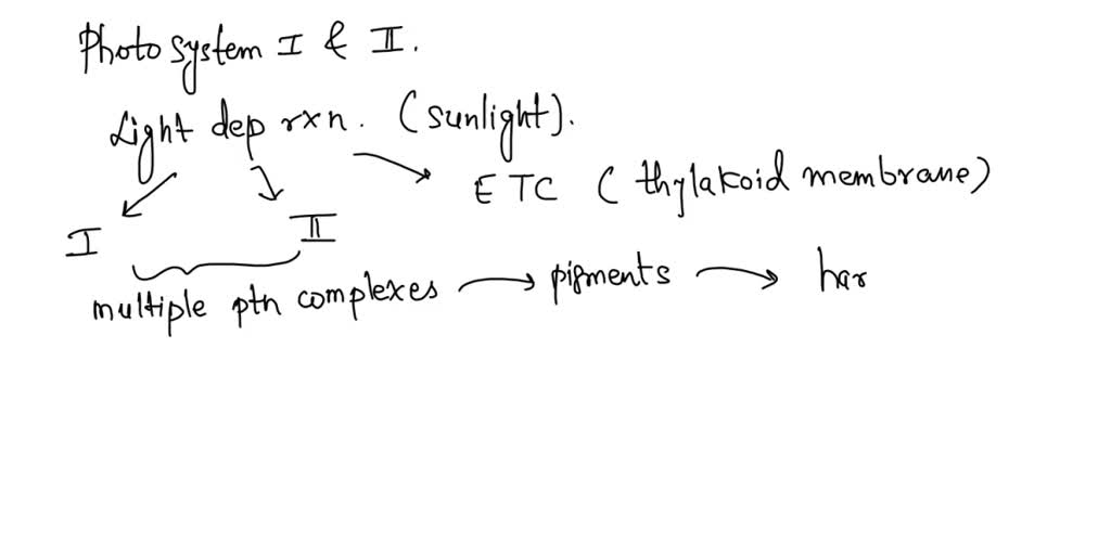 SOLVED: What role do photosystems I and II play in the light-dependent ...