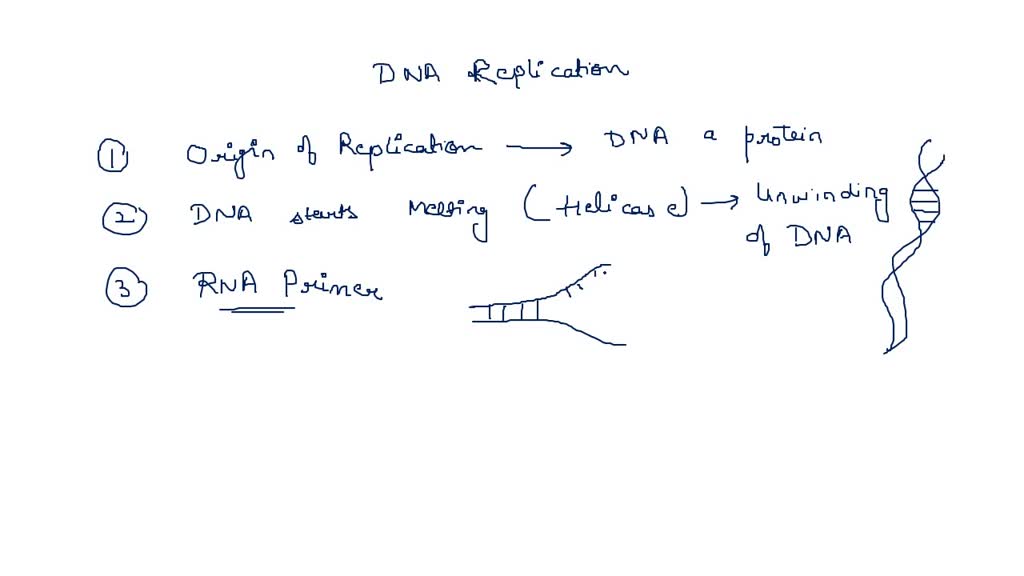 SOLVED: Place the steps of prokaryotic DNA replication in top to bottom ...