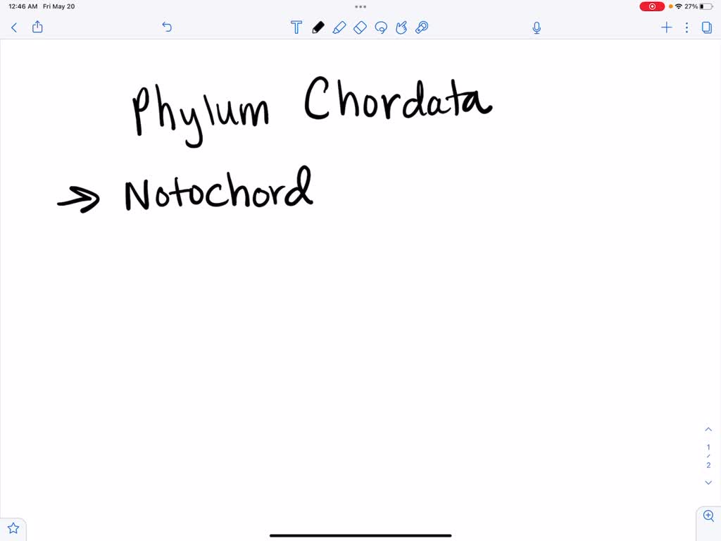 What is notochord? What are its importance in vertebrates? How does it ...