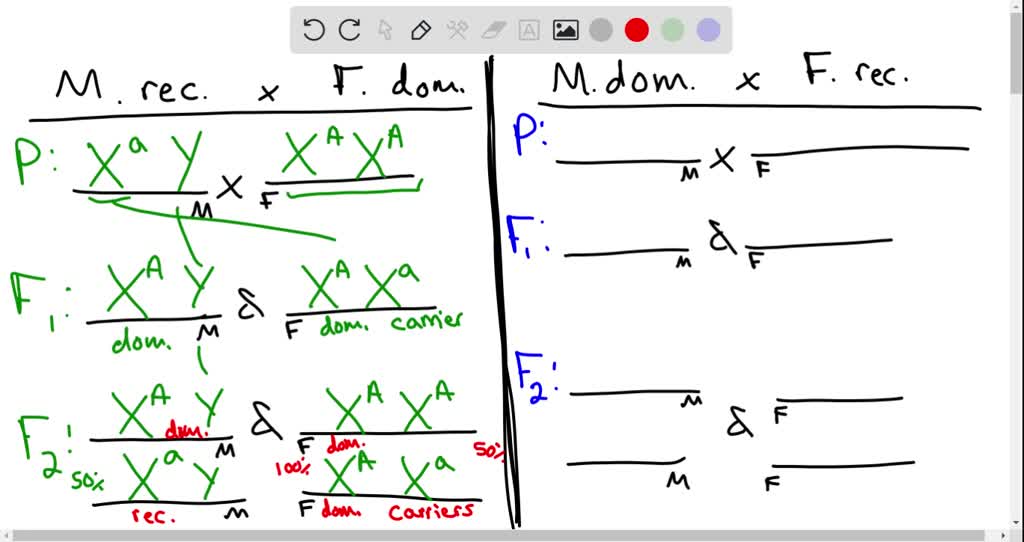 SOLVED: Male-pattern baldness is a X-linked recessive trait, labelled ...