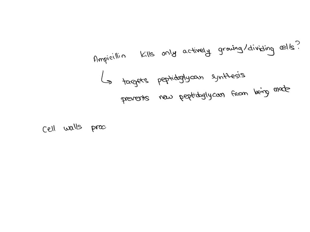SOLVED: Describe the mechanism of ampicillin's ability to inhibit ... SOLVED: Describe the mechanism of ampicillin's ability to inhibit ...