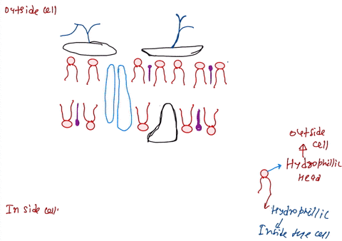 draw a lipid bilayer and focus on three lipids that are on the same ...