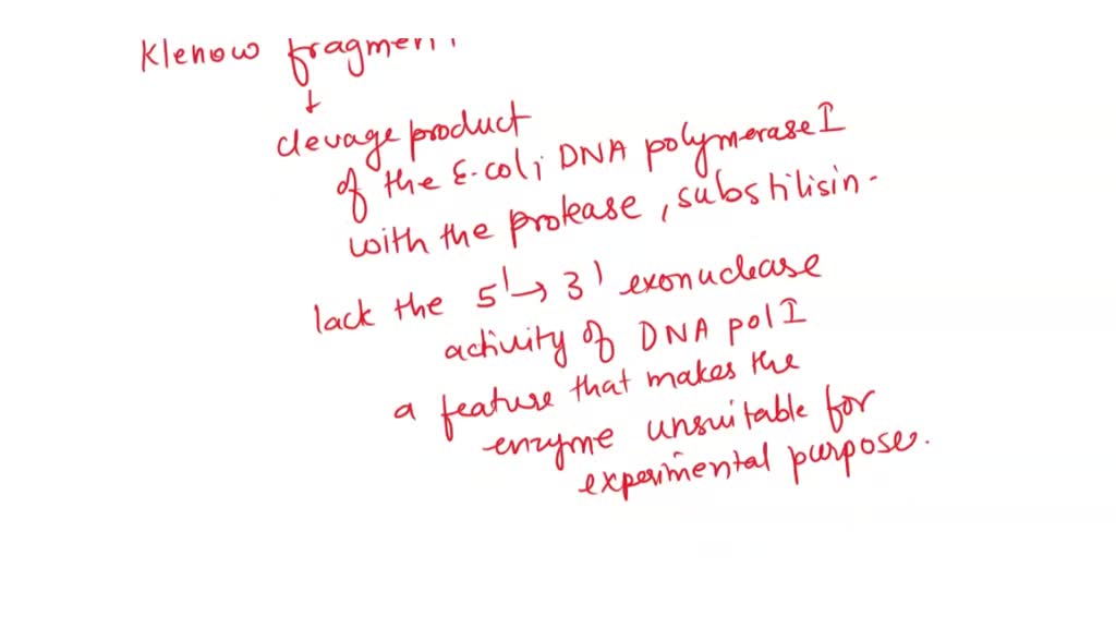 SOLVED: The Klenow fragment is produced when DNA polymerase 1 from E.coli is enzymatically ...