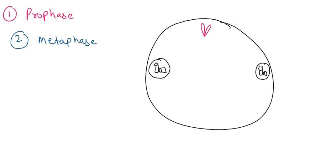 draw the phases of mitosis for a cell that contains four chromosomes as ...