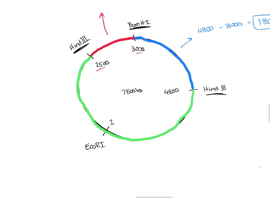 SOLVED: 'The diagram below shows the restriction map for a plasmid ... SOLVED: 'The diagram below shows the restriction map for a plasmid ...