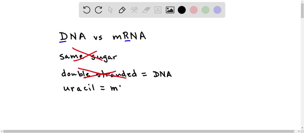 SOLVED: One similarity between DNA and messenger RNA molecules is that ...