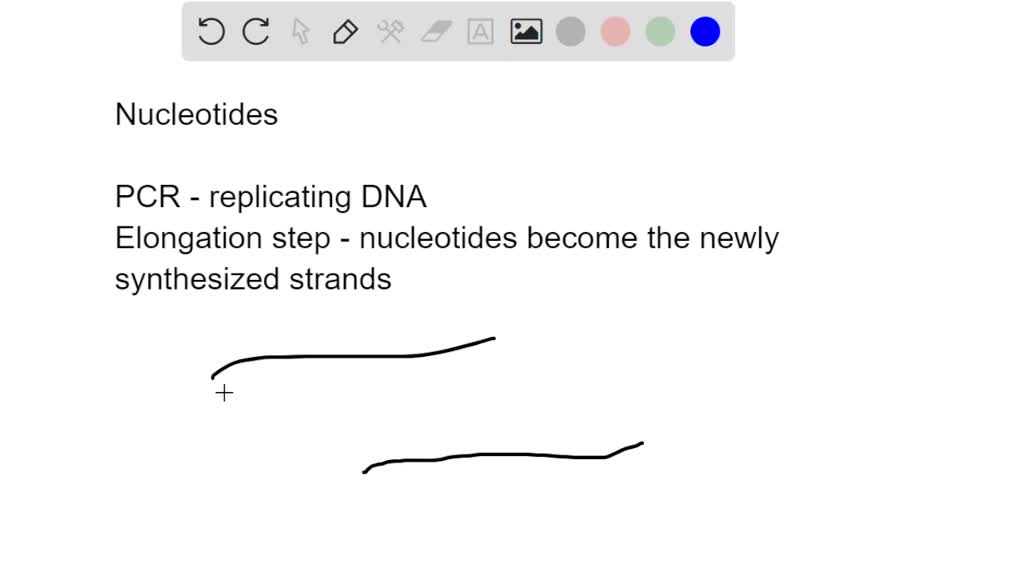 SOLVED: What is the function of the four nucleotides (dATP, dTTP, dGTP ...