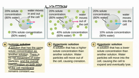 Distinguish among isotonic, hypotonic, and hypertonic...