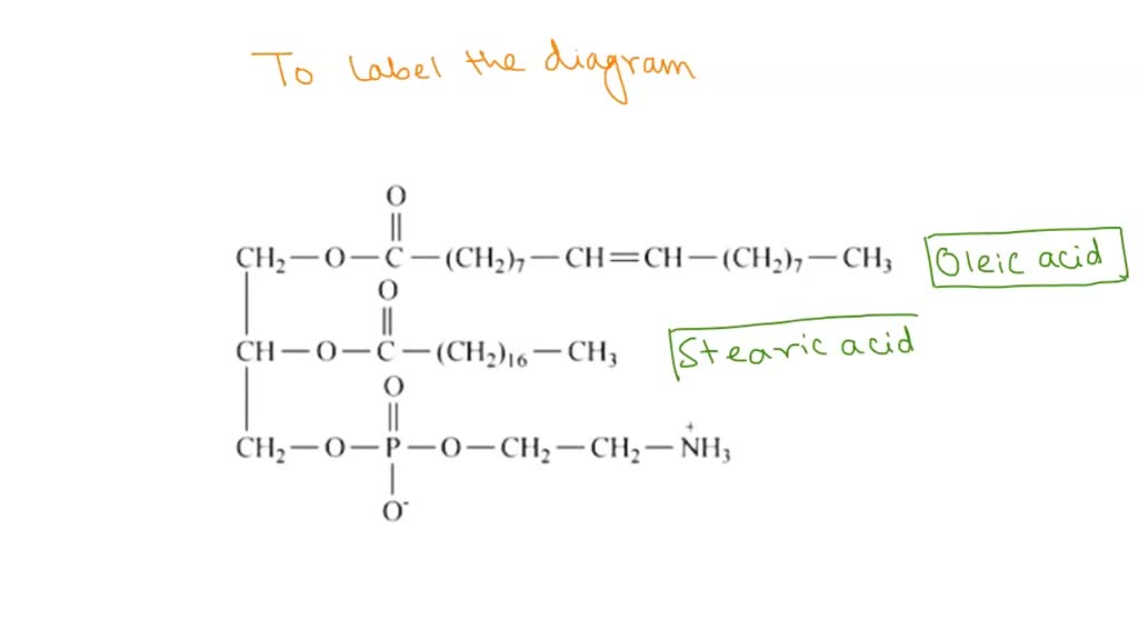 SOLVED: Label the diagram by dragging the labels to the appropriate ...