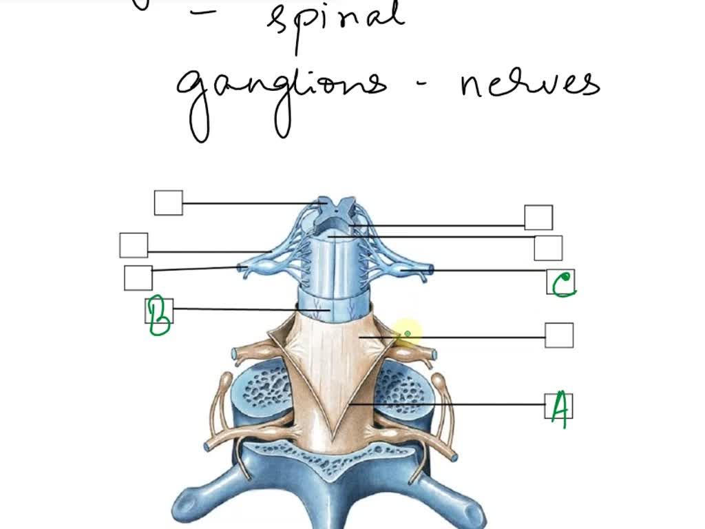 SOLVED: Identify the structure labeled G. Dorsal funiculus Dorsal horn ...