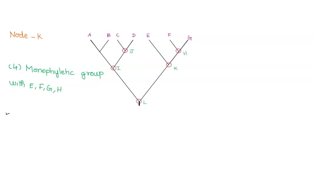SOLVED: This hypothetical phylogenetic tree shows the relationships ...