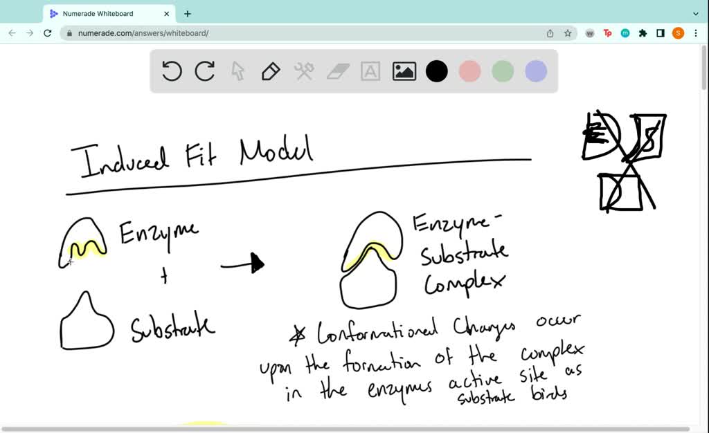 SOLVED: in both induced fit and lock and key models, substrate bind to ...