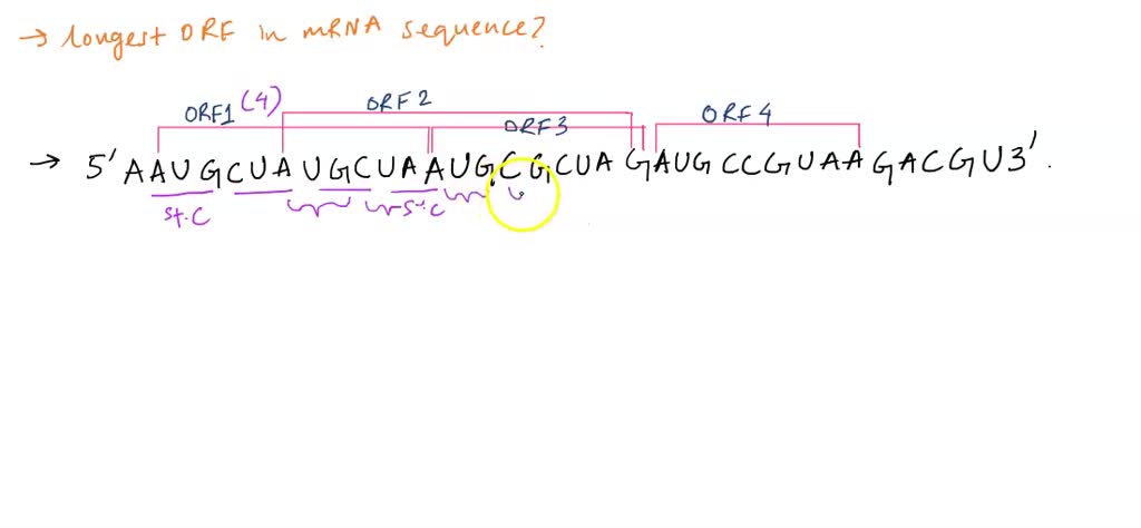 SOLVED: What Is the longest open-reading frame (including the start and ...