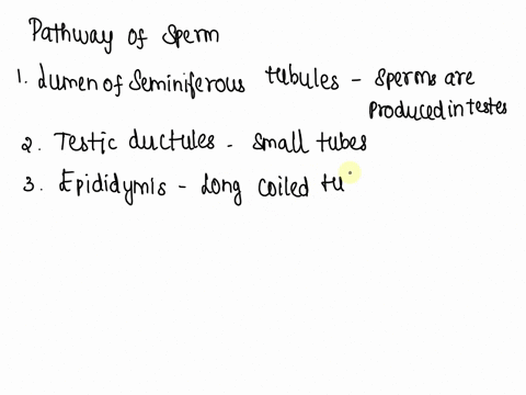 Trace the ductal pathway from the epididymis to the urethra...
