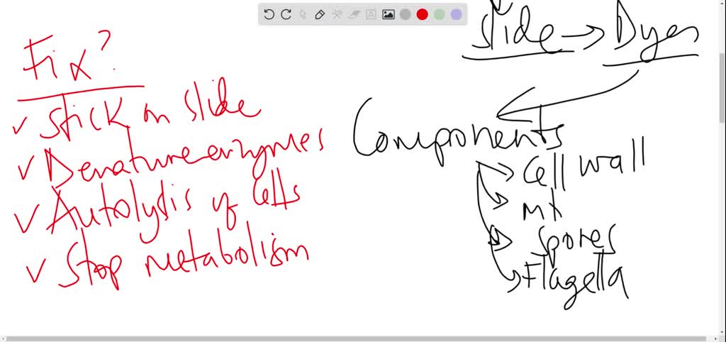 SOLVED: What is the purpose of heat fixing bacteria on a slide? To ...