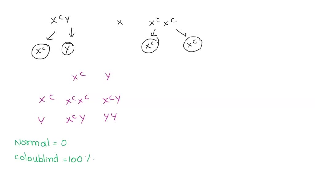 SOLVED: Question# A colorblind male marries colorblind female Using the ...