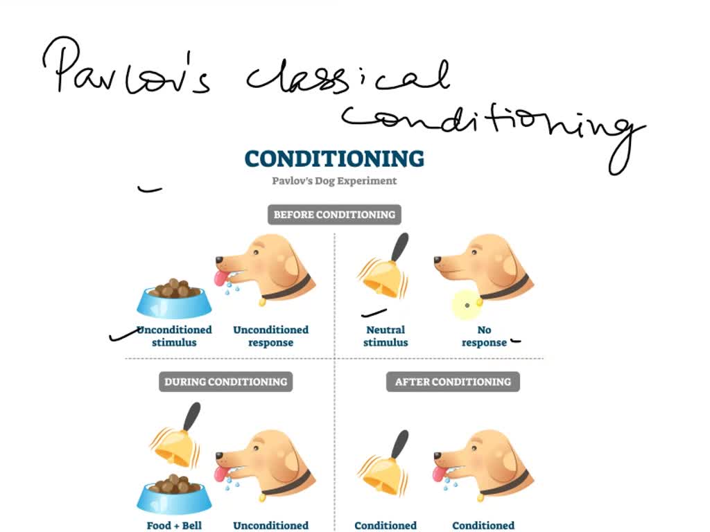 SOLVED: I have a question about Pavlov's classical conditioning. Can ...
