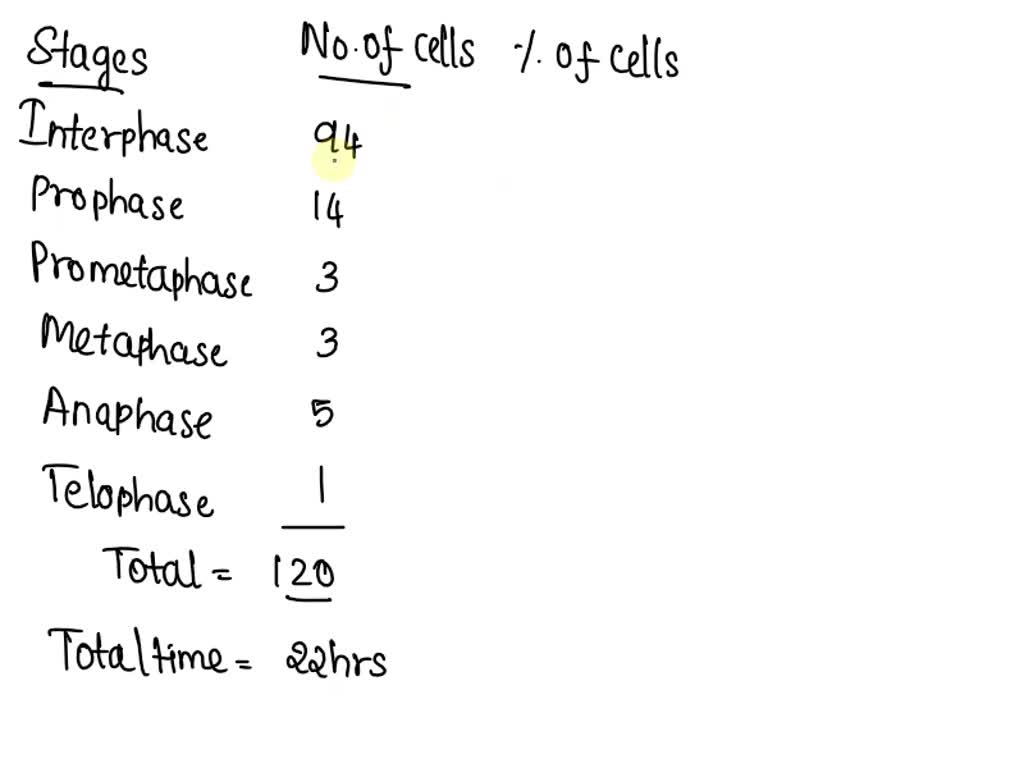 SOLVED: A student examines a thin section of an onion root tip and ...