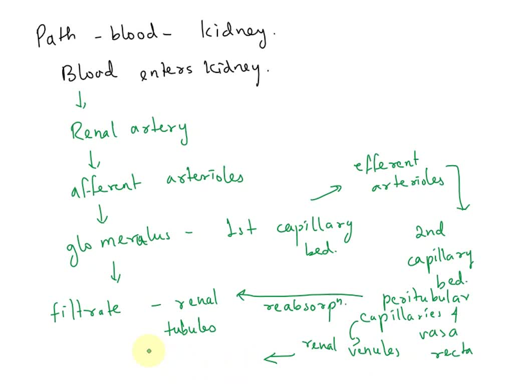 SOLVED: Describe the path of blood through the kidneys in detail. Don't ...