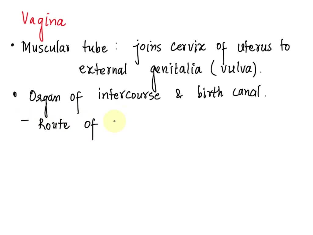 SOLVED: State the function and location of the following female ...