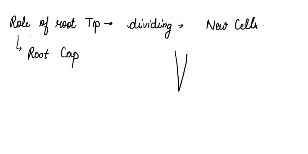 SOLVED: Observe and Label this drawing of an onion root tip. Label the ...