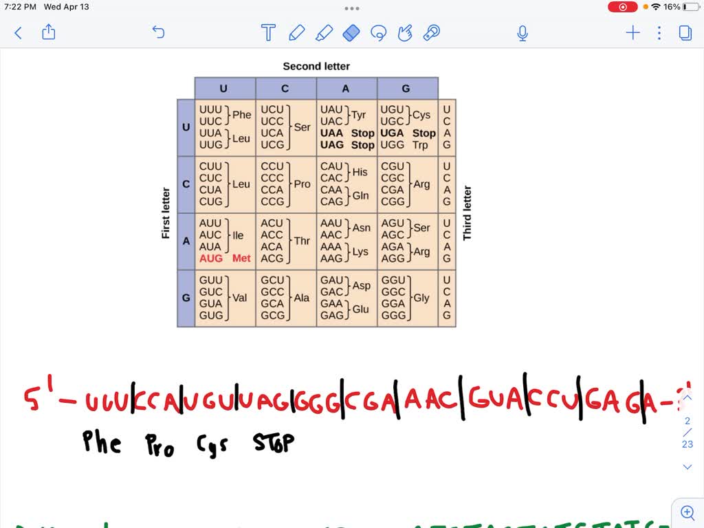 SOLVED: 7. Translate the partial gene sequence and give the sequence of amino acids in the ...