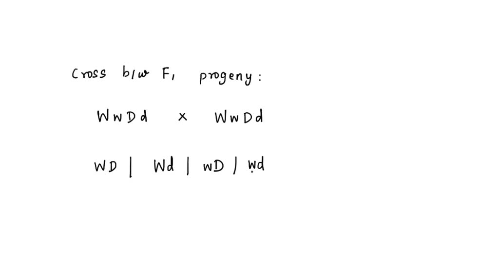 SOLVED: 3 Diagram the dihybrid cross in Drosophila: (2.5) Use the gene ...