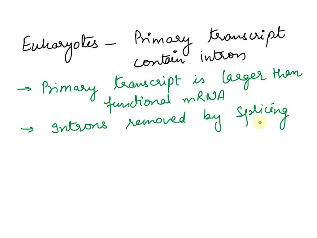 SOLVED: A primary transcript in the nucleus of a eukaryotic cell is the ...