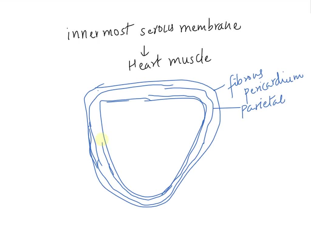SOLVED: A double sac of serous membrane known as the pericardium ...